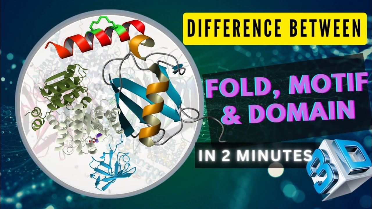 What Is Difference Between Fold, Motif & Domain Of Protein | In ...