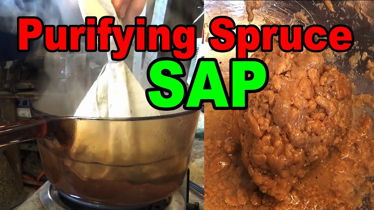 Purifying Spruce Sap for Salve - YouTube