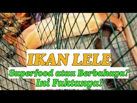 Manfaat Ikan Lele untuk Kesehatan dan Efek Samping yang Perlu Kamu Tahu ...