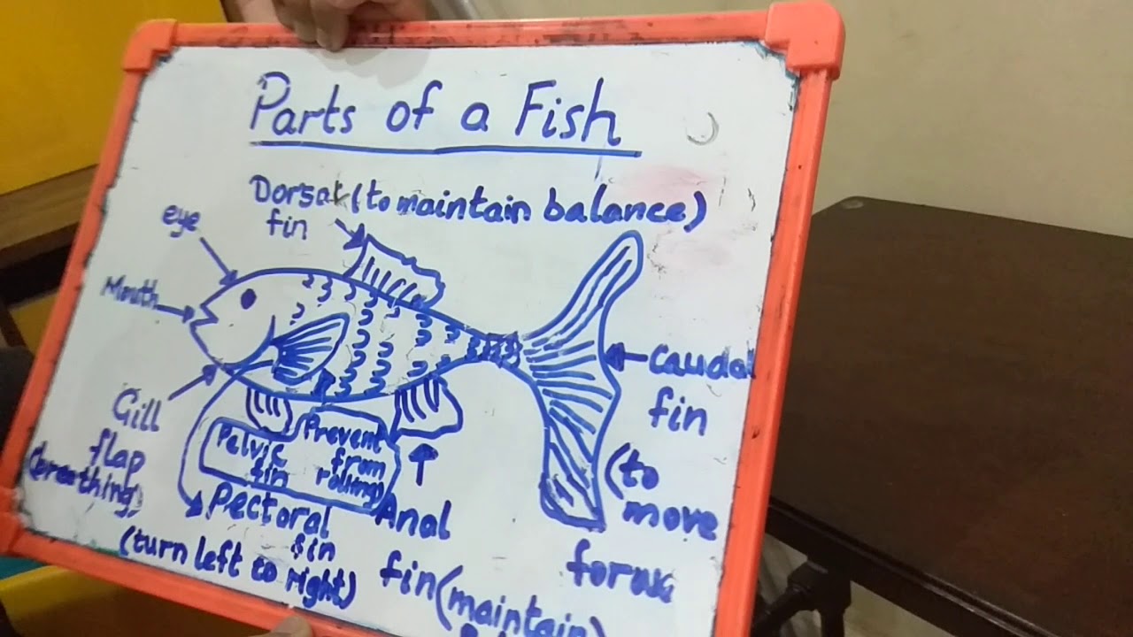 Man Made Fish Structure