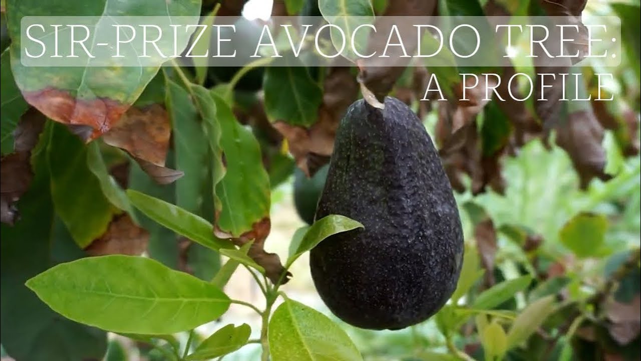 Sir-Prize avocado tree: a profile - YouTube