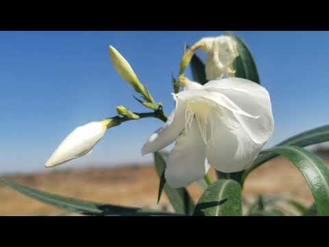 How to grow Oleander Shrub in the DESERT 🏜 - YouTube