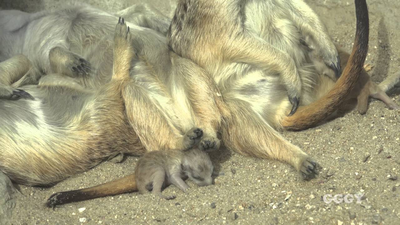 미어캣 ( 6 Days Old Meerkat ) - YouTube