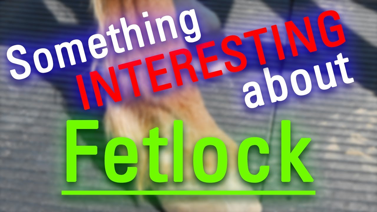 How Does Fetlock Look? | What is Fetlock? | How to Say Fetlock in ...