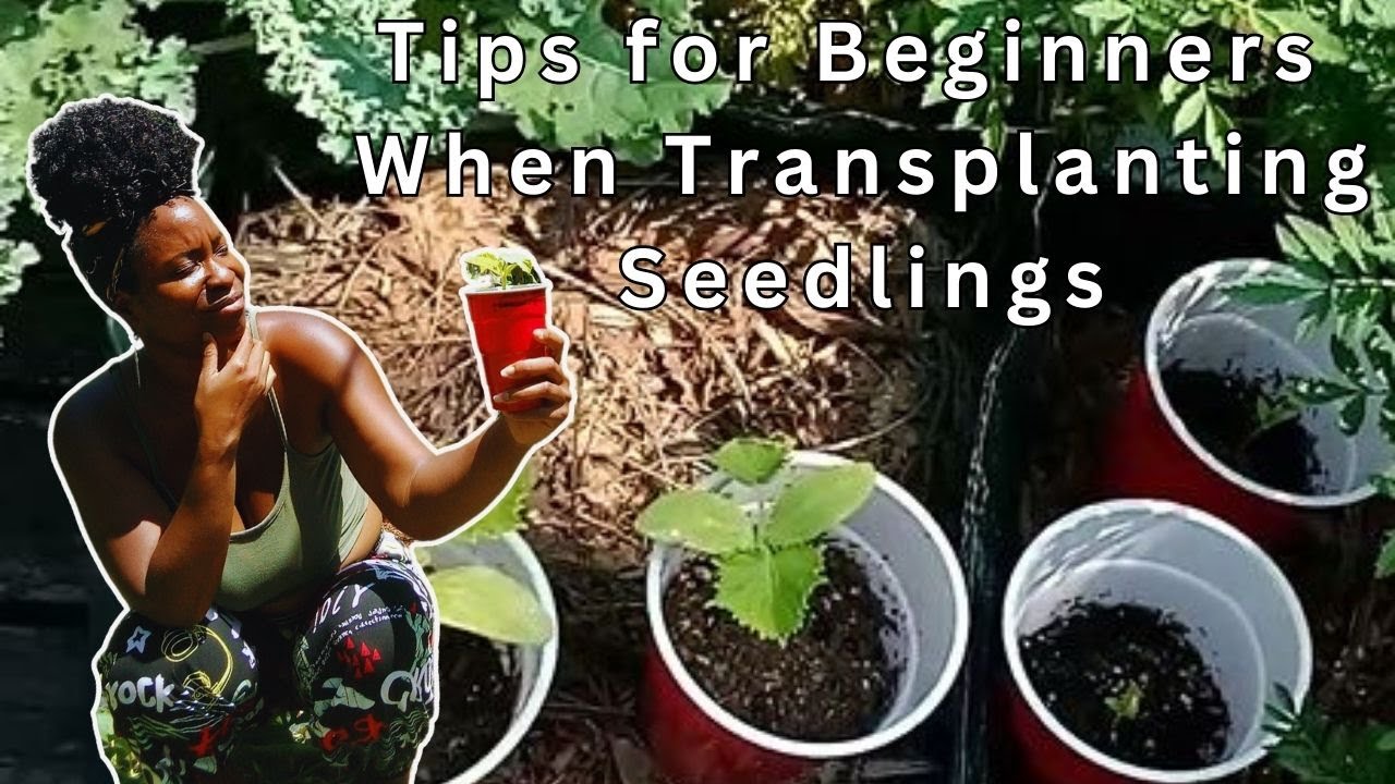 Seedling Transplanting 101: Tips for Beginners - YouTube