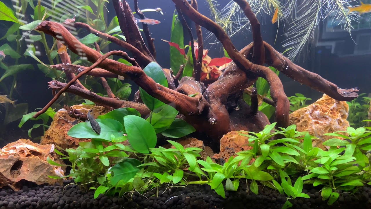 Update chili Rasbora And Ember Tetras - YouTube