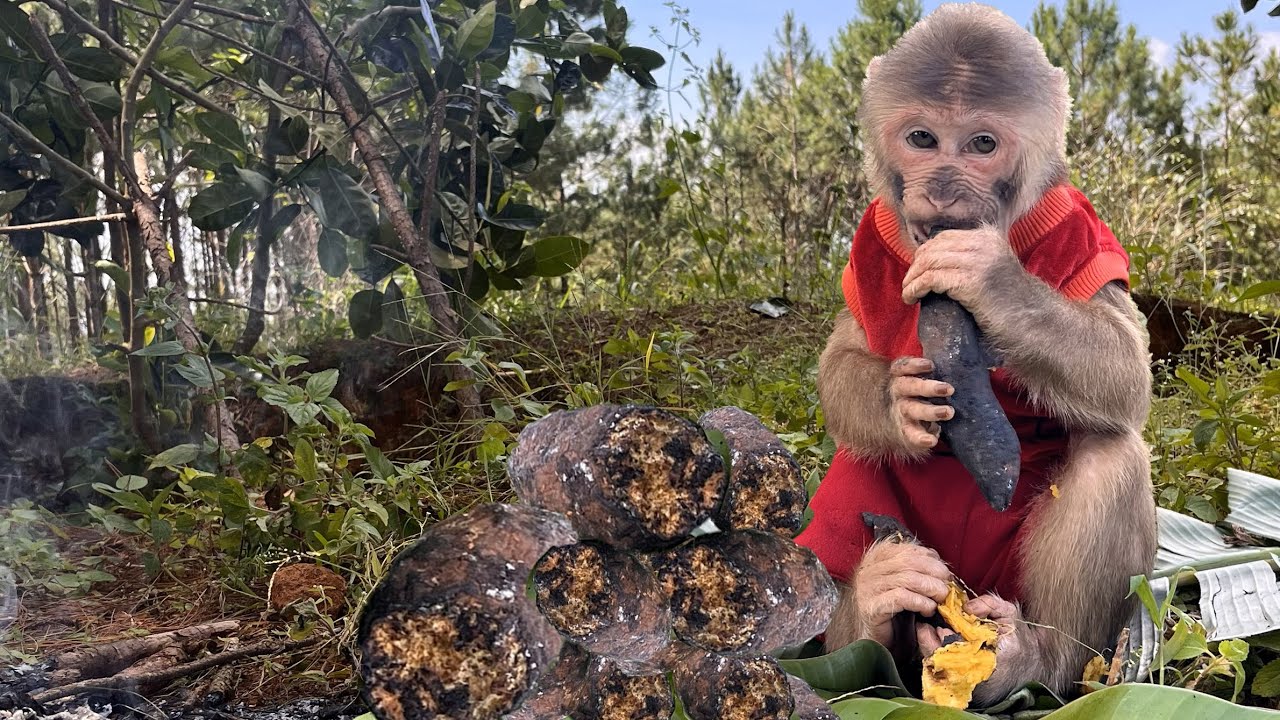 OMG! Max ran away from home into the woods and something unexpected ...