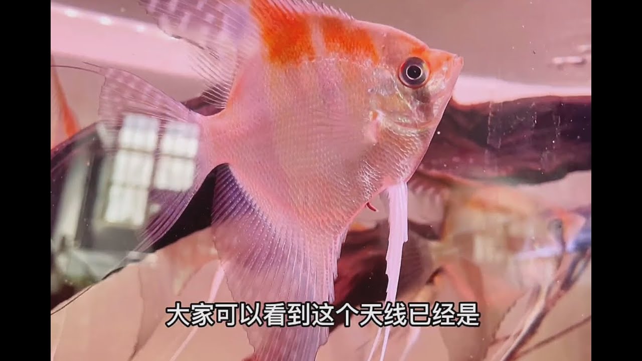 discus fish care,discus fish food,discus fish farm #03 - YouTube
