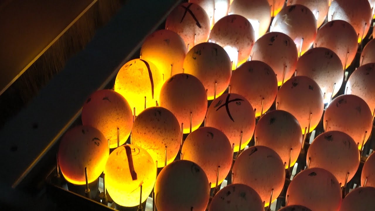 Tojáslámpázó készülék / Candling device - YouTube