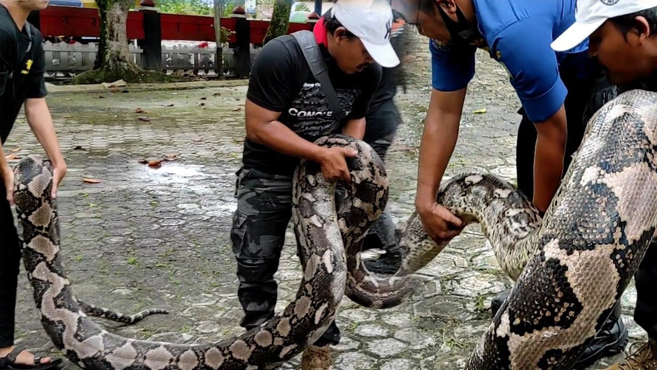 INILAH ULAR PITON RAKSASA | SNAKE PYTHON BIGGEST | MANDA PETUALANG | RESCUE - YouTube