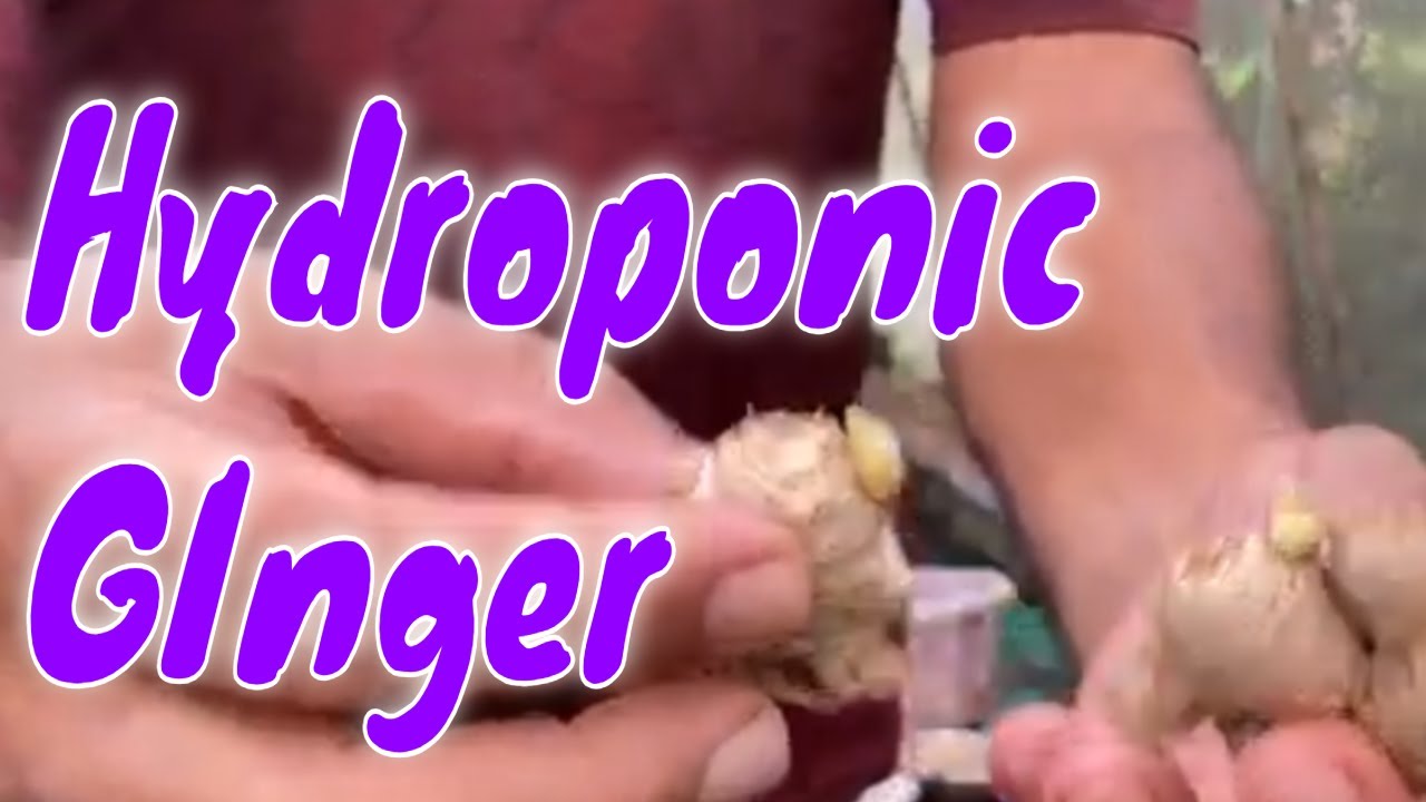 How To Grow Ginger Hydroponically? // Sowing Ginger in CocoPeat Media ...
