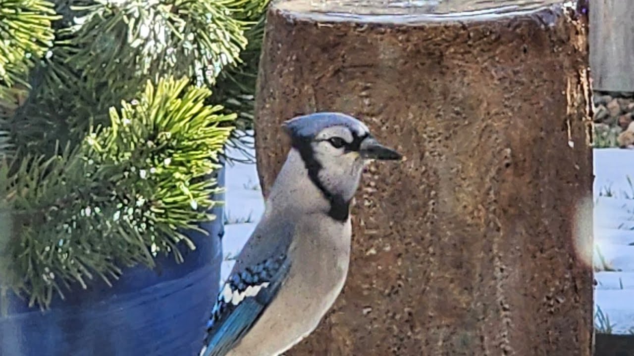 Blue Jays love peanuts - YouTube