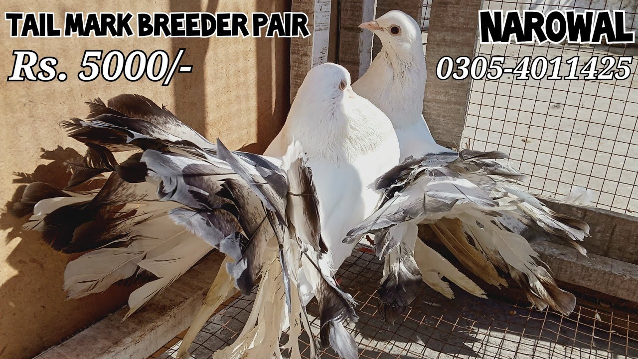 Tail mark Breeder pair | Update: February 2022 | Fancy Pigeons in ...
