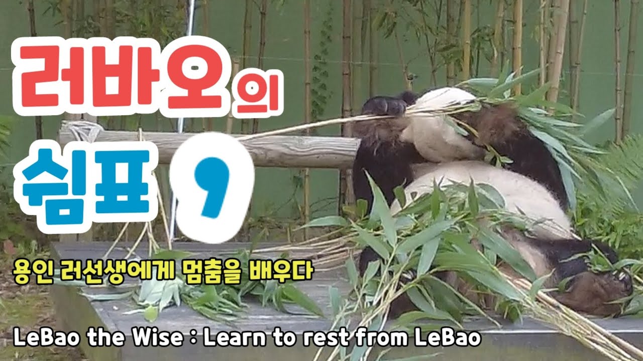 [에버랜드 판다 러바오] ️러바오의 쉼표(feat. 용인 러선생에게 멈춤을 배우다) LeBao the Wise : Learn ...