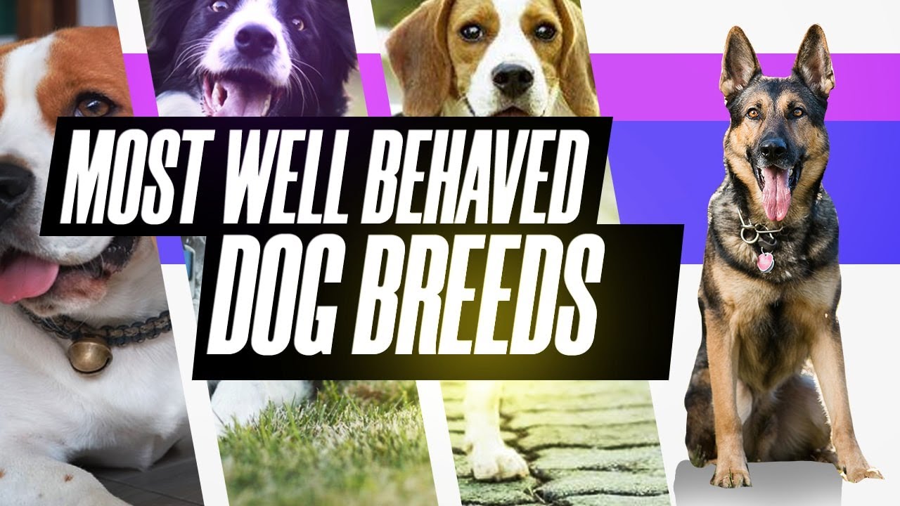 Top 10 Most Well Behaved Dog Breeds | Animals Life - YouTube