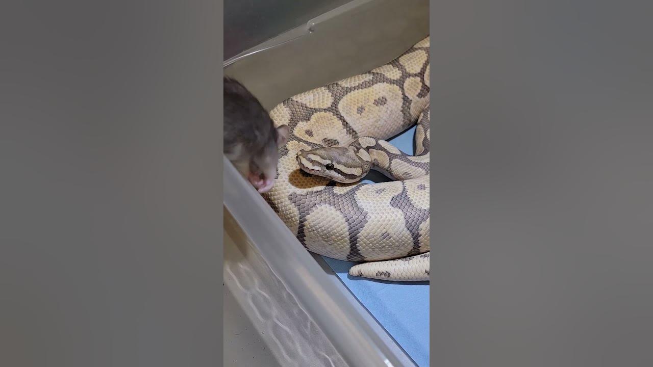 Fancy Ball Python Feeding | Python Regius #13 - YouTube