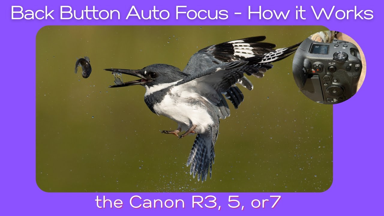 Back Button Auto Focus - How it Works on Canon R7, R5 and R3 - YouTube