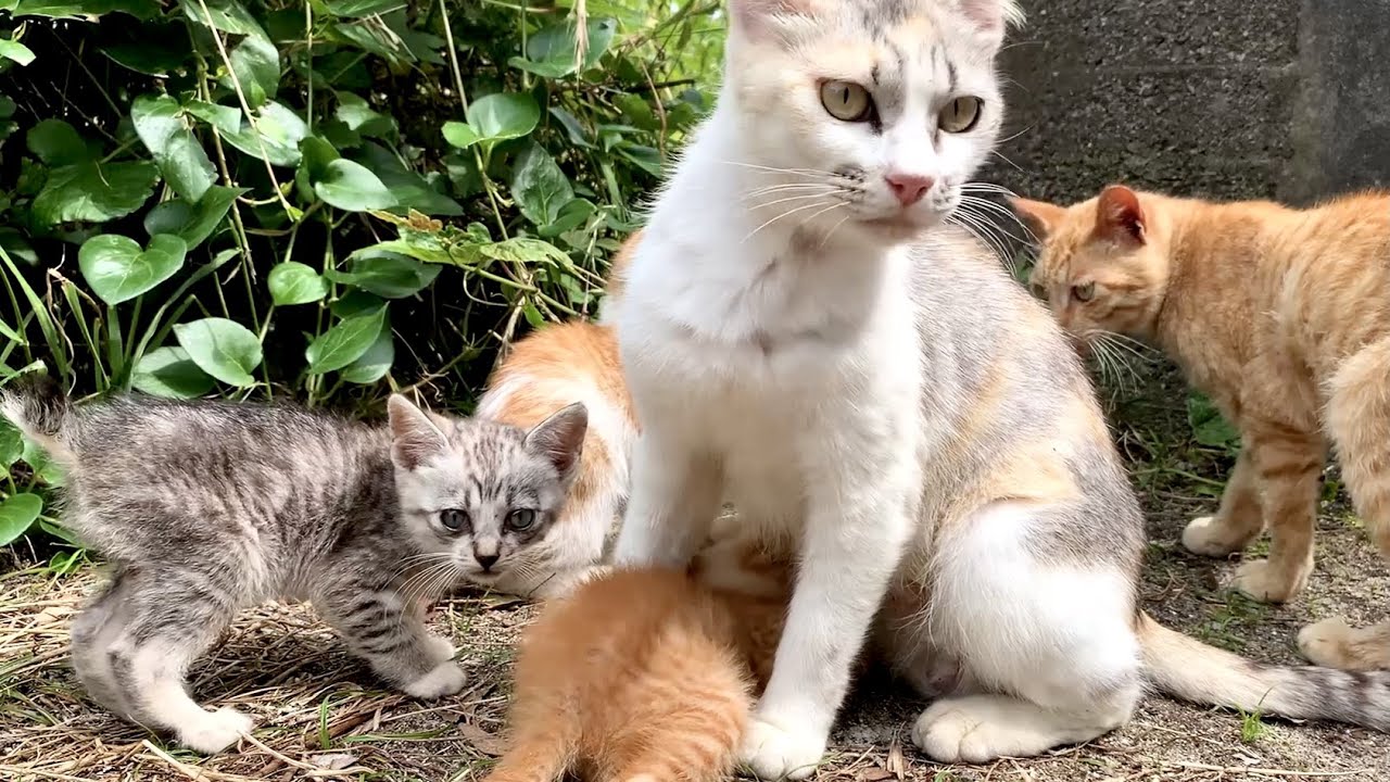 [Stray cat family] A baby stray cat was born. It's too cute and ...
