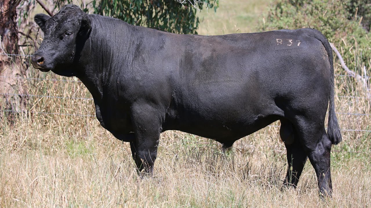 Lot 26 R37 - YouTube