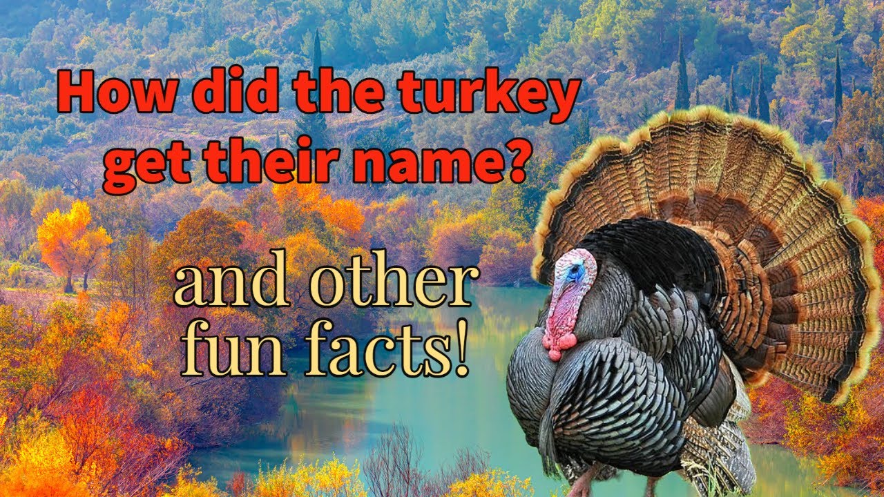 Lets learn some turkey fun facts! - YouTube