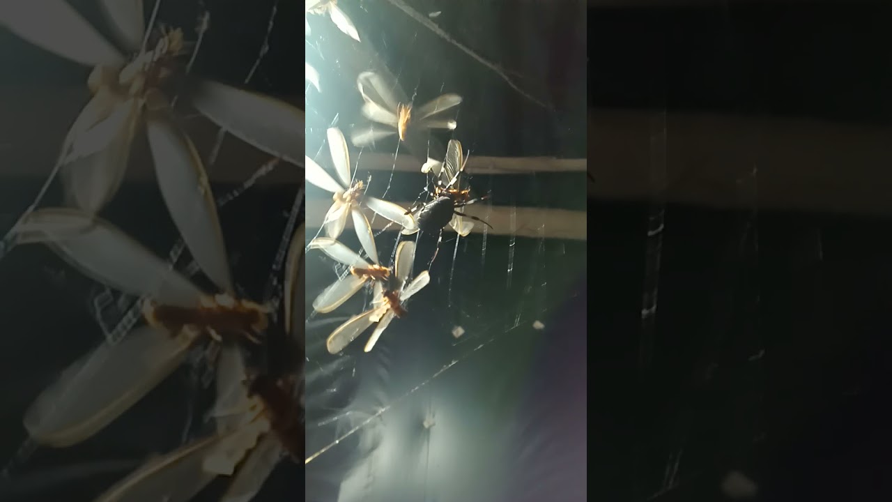 meruwa vs makuluwa - YouTube