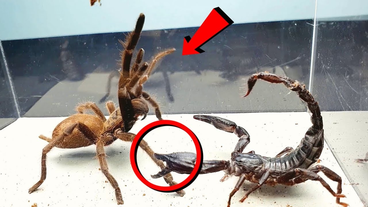 ARANHA (TARANTULA) VS ESCORPIÃO [BATALHA CAPTURADA AO VIVO] - YouTube