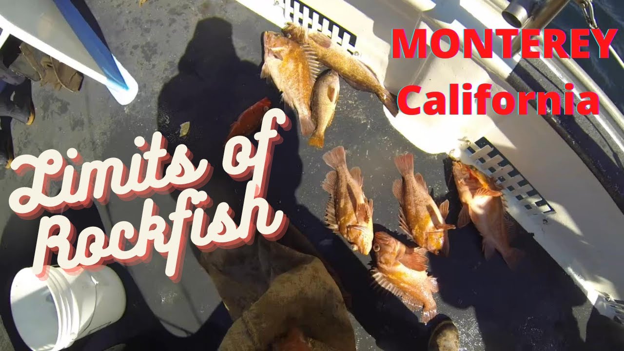 MONTEREY, CA : "Rock Cod Fish" Limits !!!! - YouTube