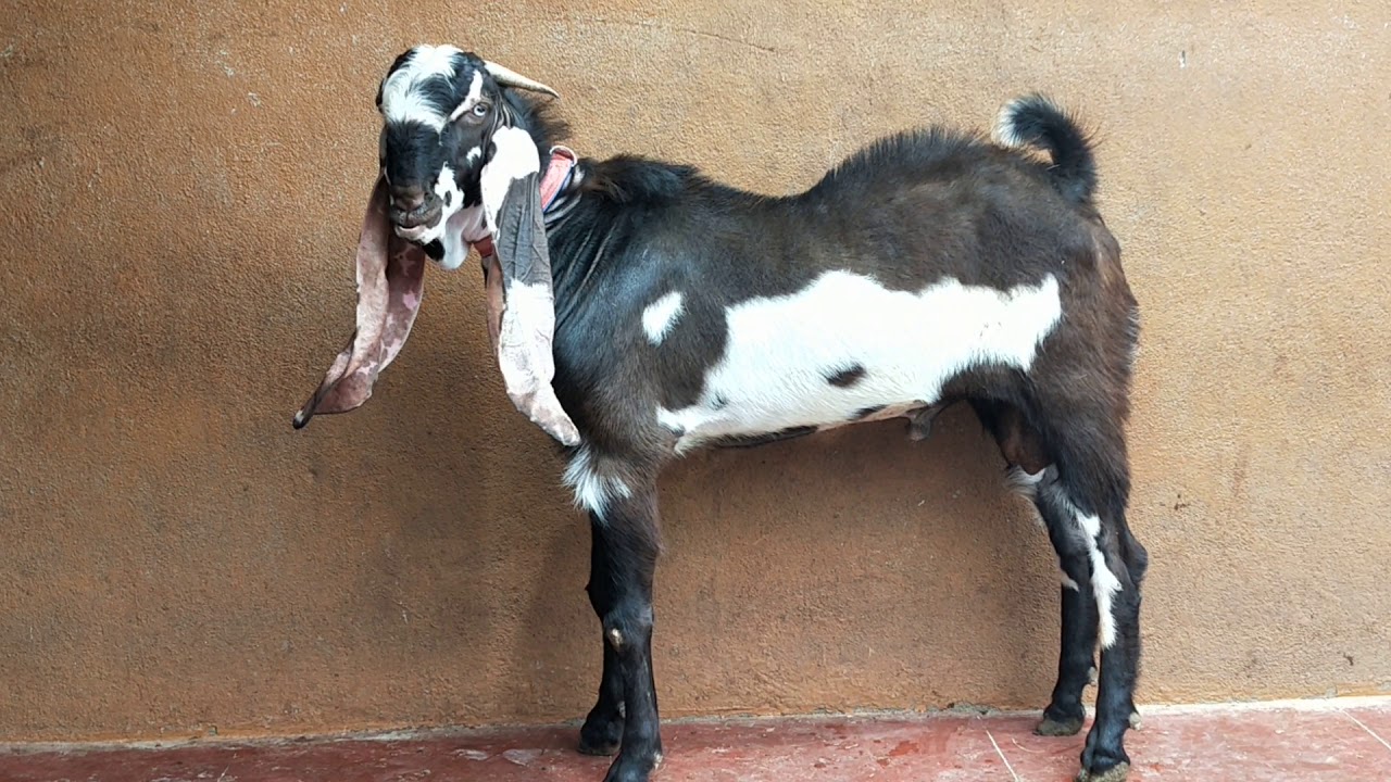 Bangalore's Tajjammul's Jamunapari goats breed 9035010289/9035010282 ...