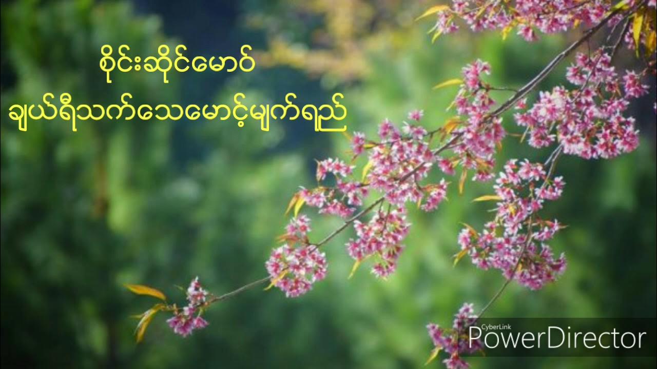 စိုင်းဆိုင်မောဝ် ချယ်ရီသက်သေမောင့်မျက်ရည် Youtube