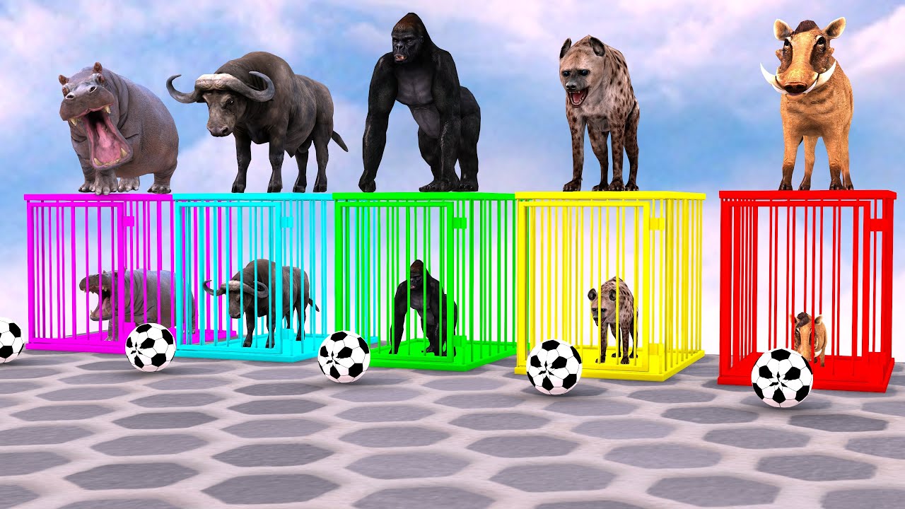 Long Slide Game With Elephant Gorilla Buffalo Hippopotamus Tiger - 3d ...