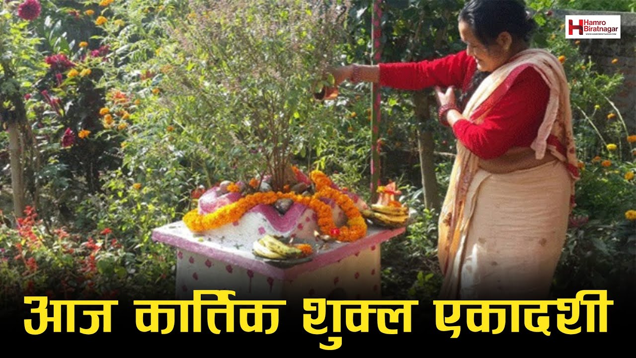 आज कार्तिक शुक्ल एकादशी | Tulsi Bibaha - YouTube