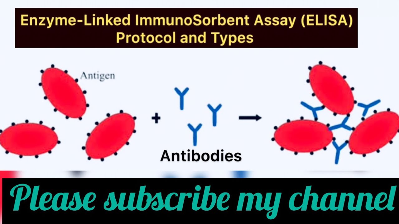 Enzyme Linked Immuno-Sorbent Assay (ELISA) - Types and Protocols - YouTube