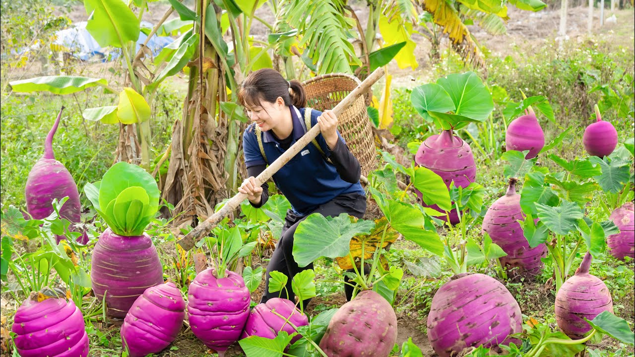 Harvesting Snake Taro Root - Cooking taro ball and Animal care - Goes ...