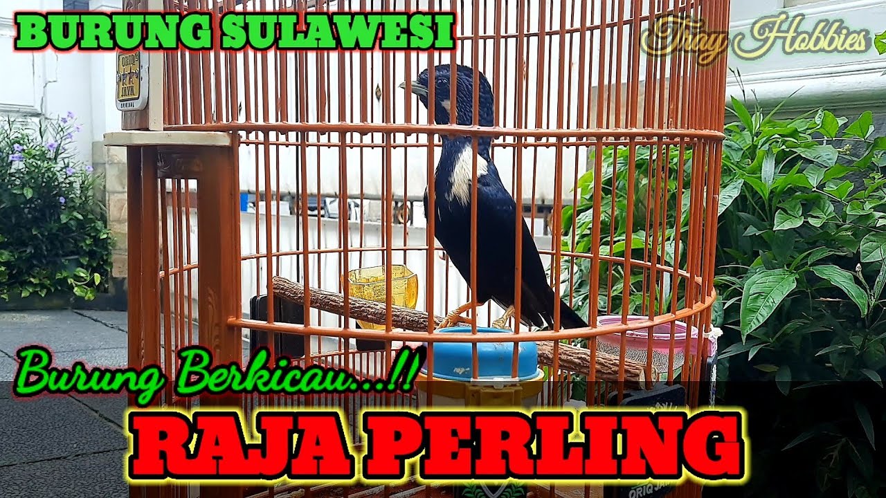 BURUNG RAJA PERLING DARI SULAWESI - YouTube
