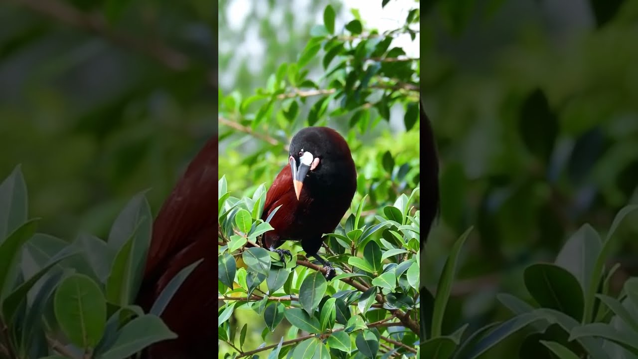 This bird makes very unique sound (Montezuma oropendola) - YouTube