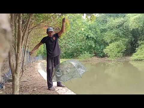 cara cepat!!,5nenit mengangkat 2x dapat bayak,