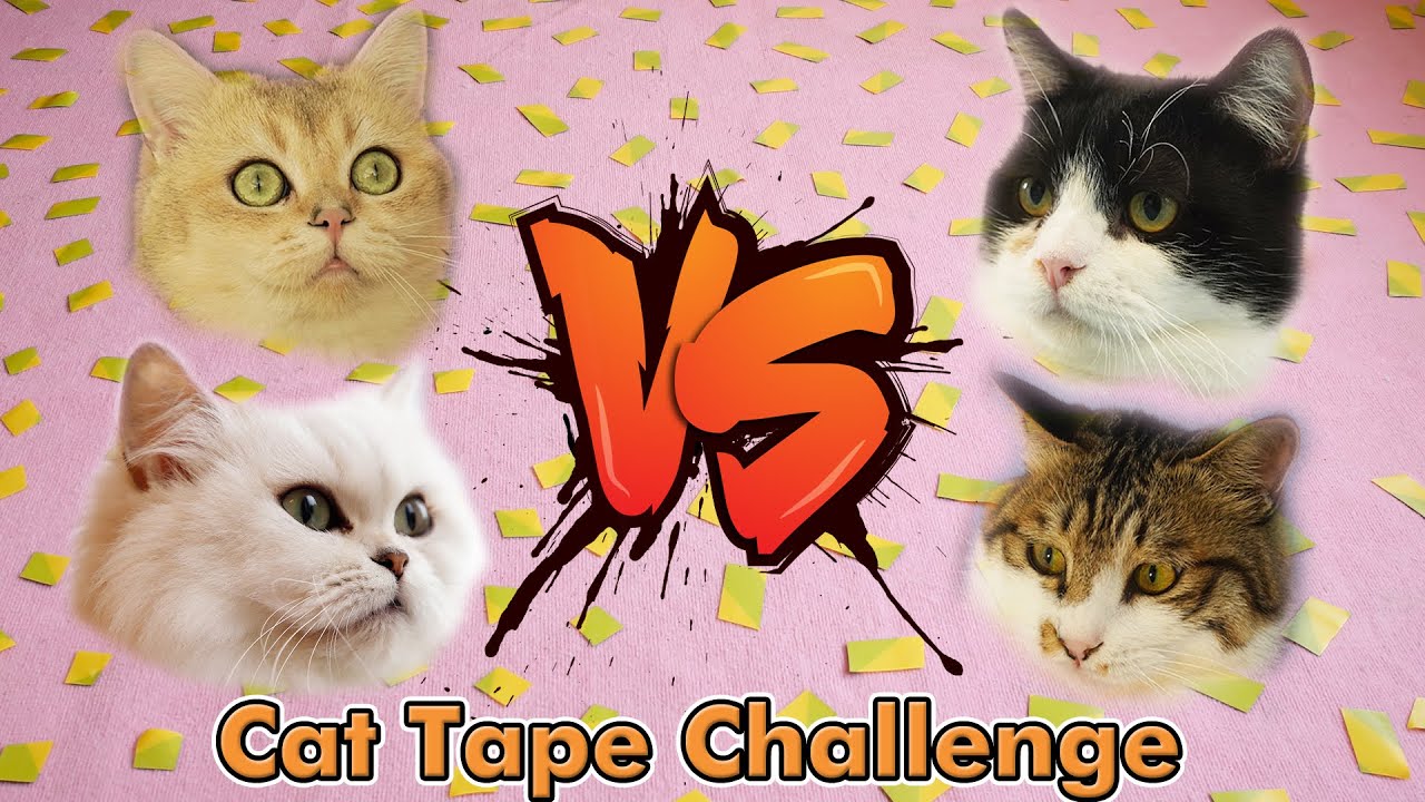 Funny Cat | 當膠帶佈滿整個貓房。--- When the tape is all over the cat room. - YouTube