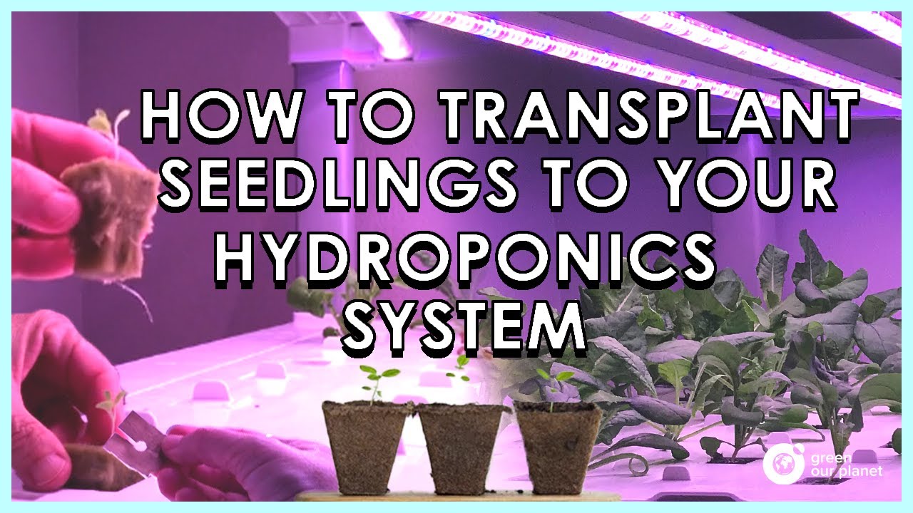 How to Transplant Seedlings into Your School Hydroponics System - YouTube