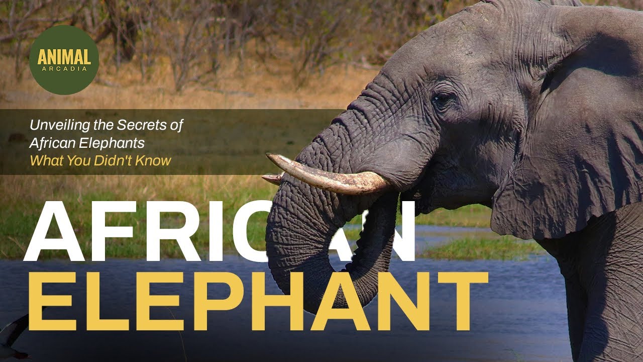 Explore the Secrets of African Elephants You Didn't Know - YouTube