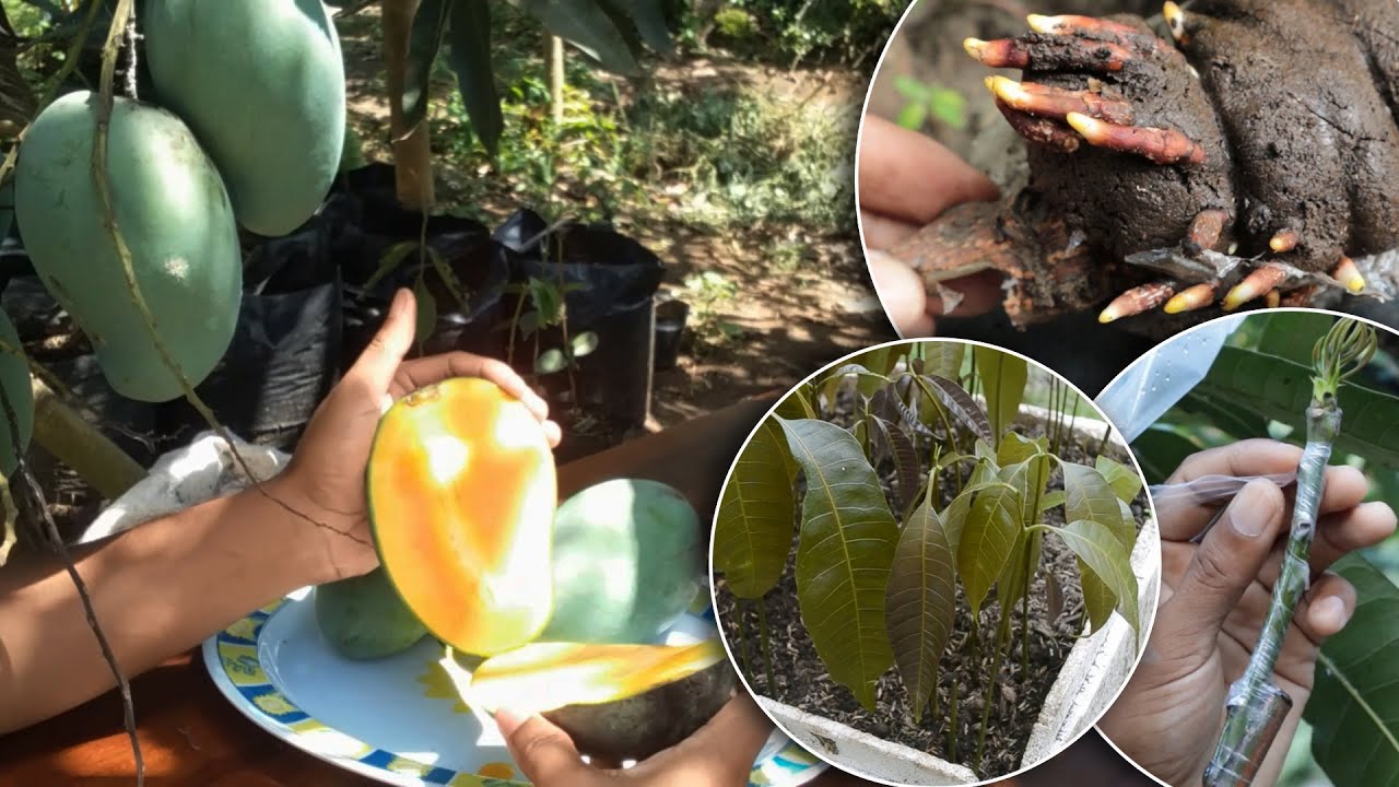 This is how to growing air layering and grafting your mango tree - YouTube