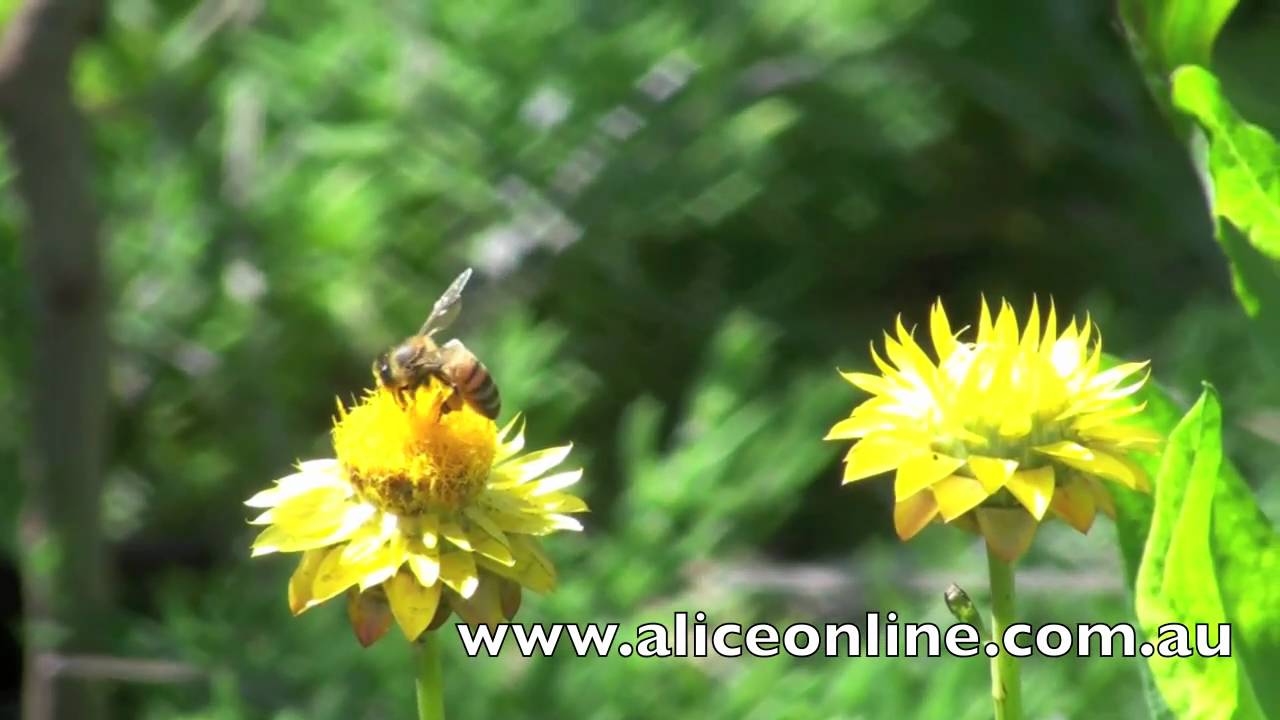 harry ramm - YouTube