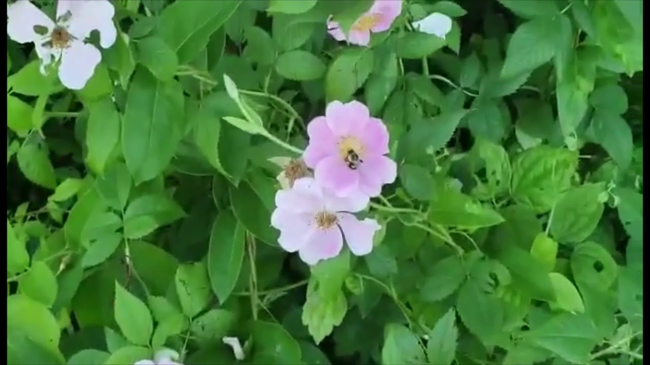 Day-73, How to transplant a wild rose bush. - YouTube