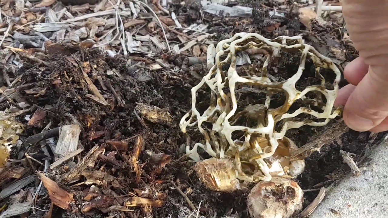 Xenomorph Egg Opening