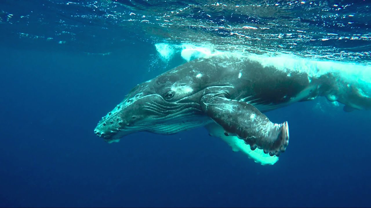 Freediving & Whale Encounters - YouTube