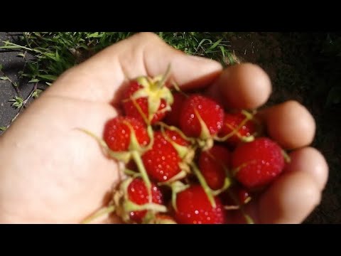 Fresas silvestres de Puerto rico - YouTube