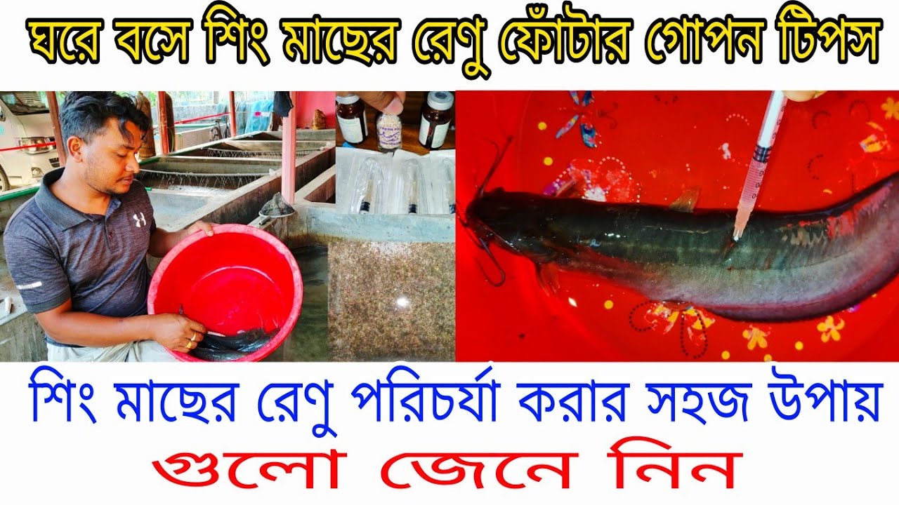 ঘরে বসে শিং মাছের রেণু উৎপাদন করে সফলতা হতে চাইলে ভিডিওটি দেখে নিন ...