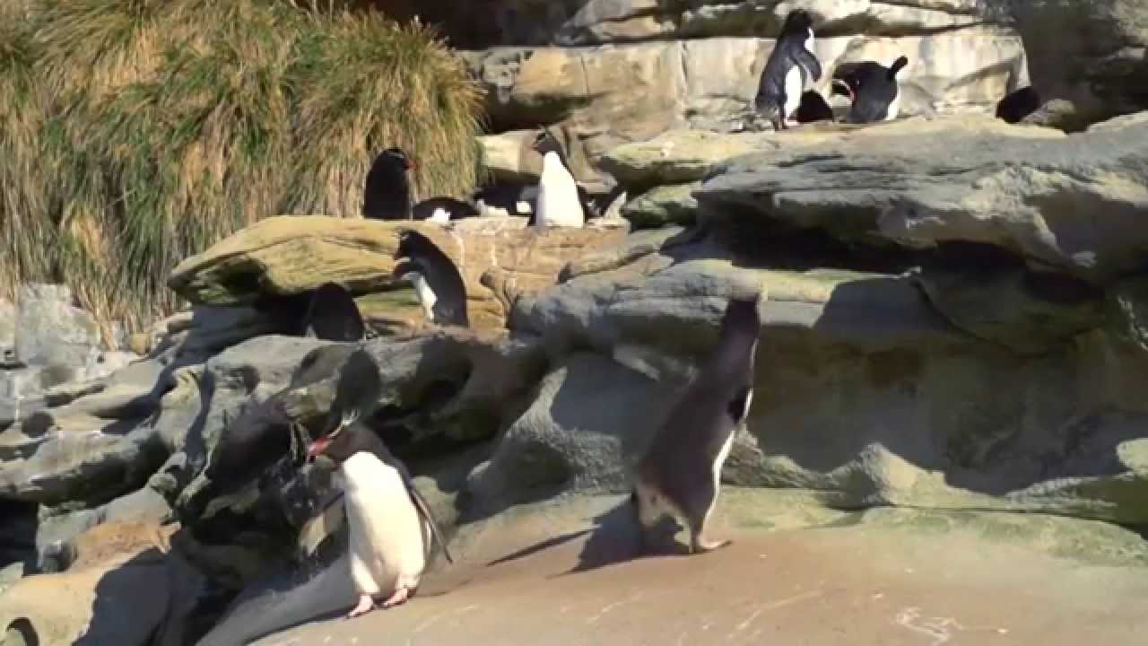 Felsenpinguin - YouTube