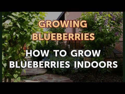 How to Grow Blueberries Indoors - YouTube