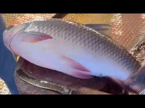 Amazing Fishing || Local Ruhi Fish Cutting skills || Big Ruhi Fish ...