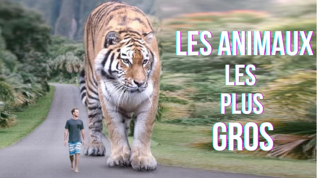 LES 10 PLUS GROS ANIMAUX TERRESTRES DU MONDE 😱 - YouTube